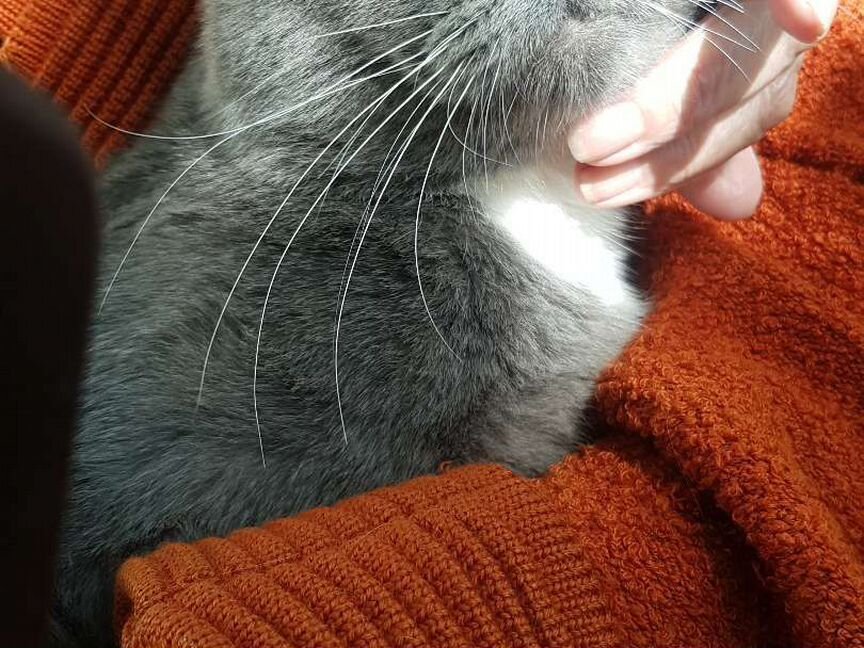 Русский голубой кот Макс 1год