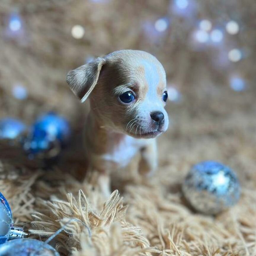 Щенки чихуахуа