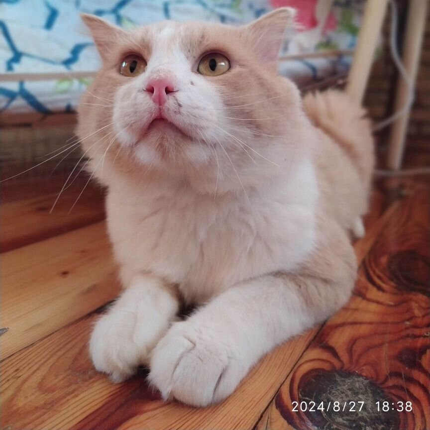 Отдам кота в добрые руки