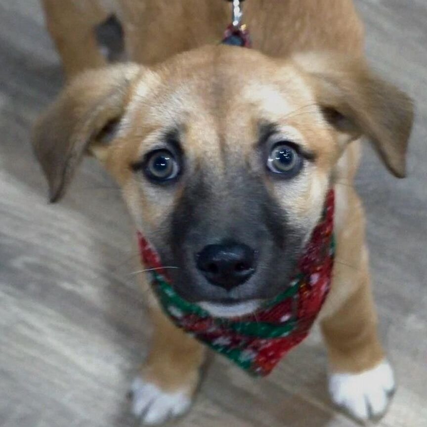 Щенок в добрые руки