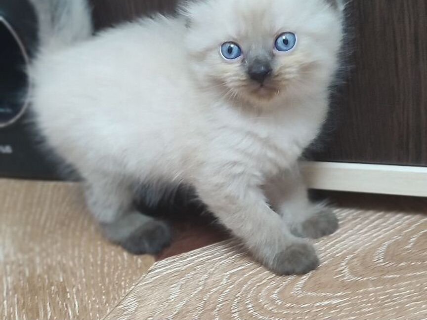 Котята породы "невская маскарадная"