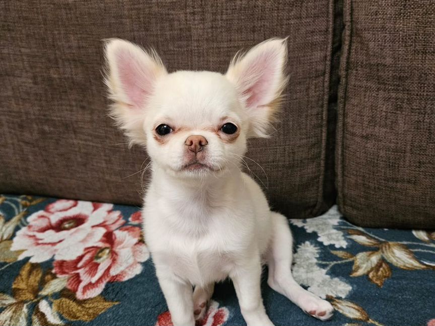 Щенки чихуахуа девочки