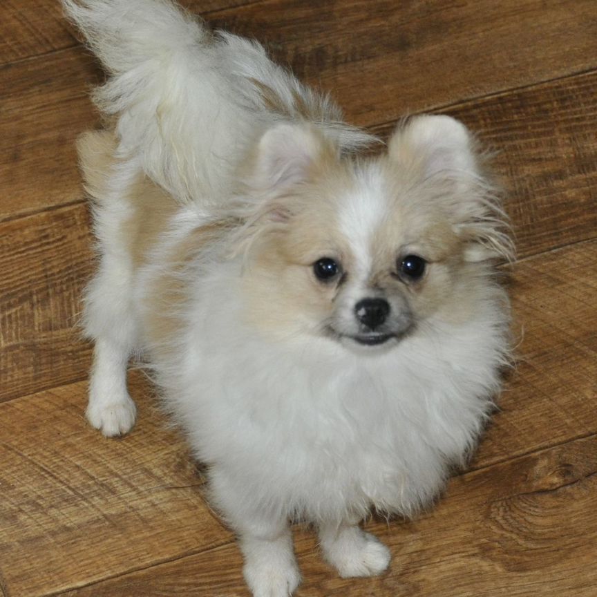 Красивая девочка