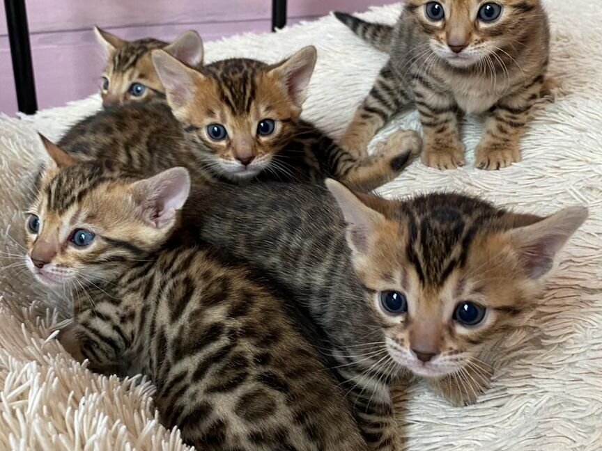 Бенгальская кошка