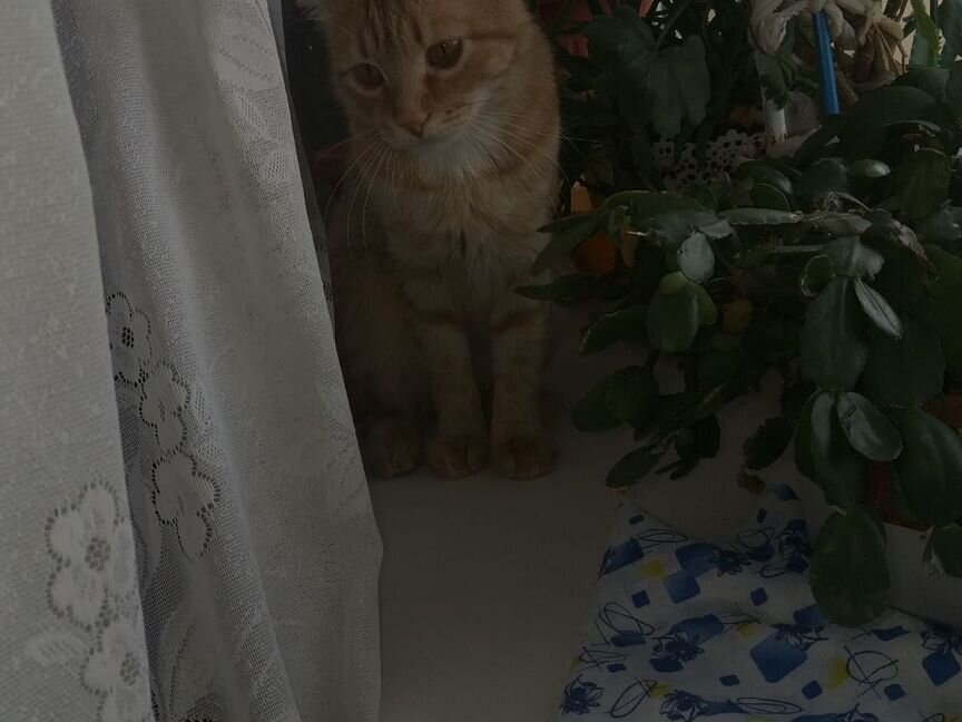 Кошечка, Бусинка, в добрые руки