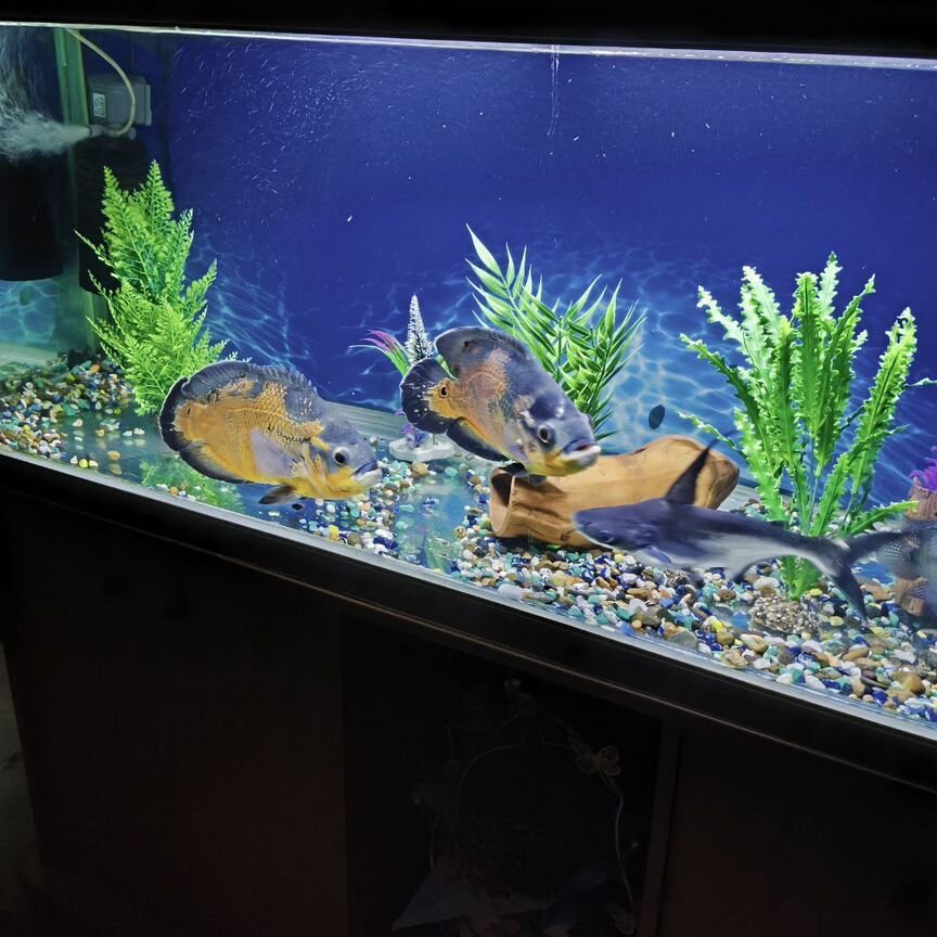 Астронотус тигровый