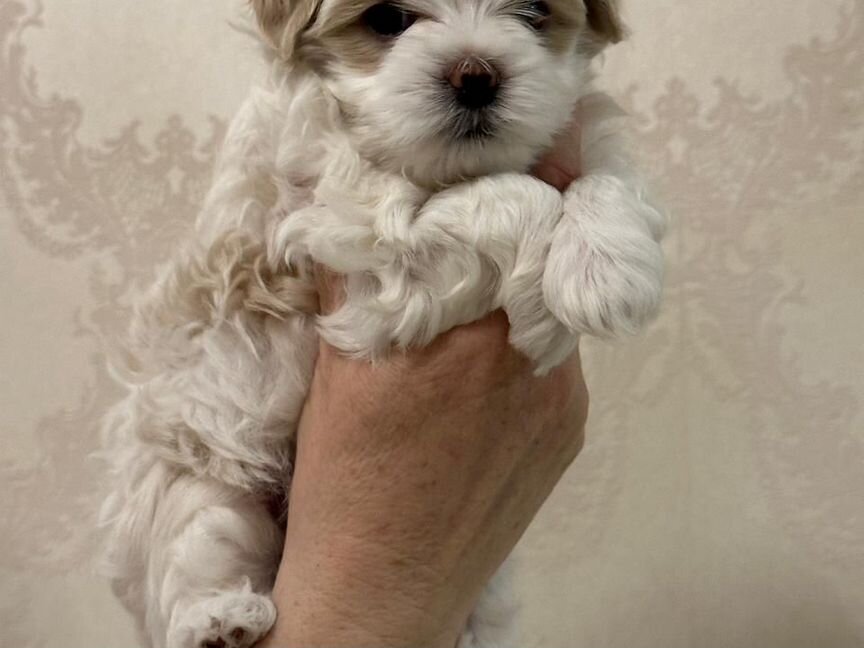 Щенки Мальтипу