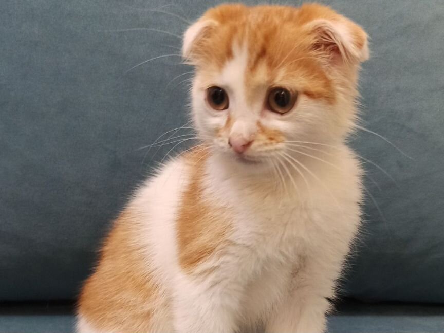 Шотландский котенок Микки нуждается в любви и доме