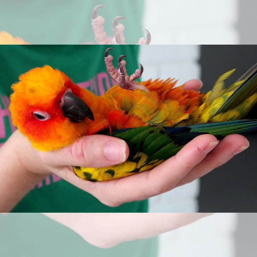 Готовая молодая пара попугаев Солнечных Аратинг