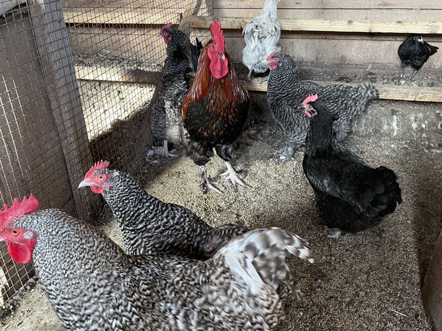 Продажа кур