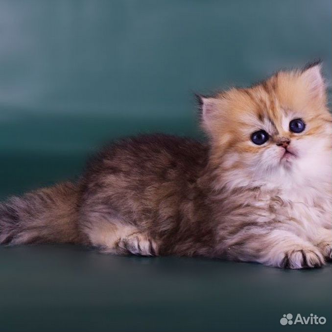 Супер Пушистые золотые котята