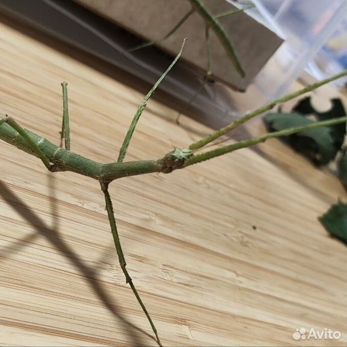 Анамские палочники