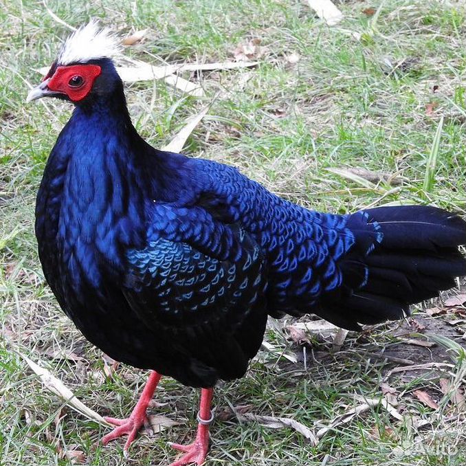 Фазан Эдварса