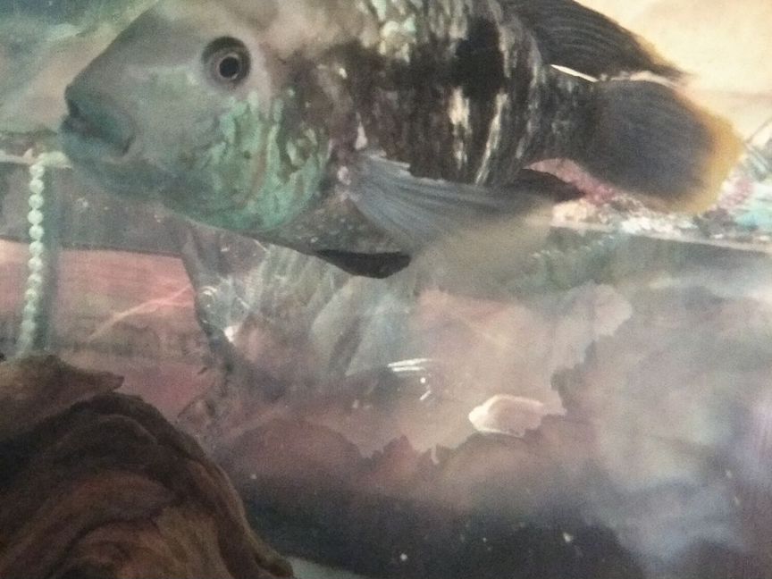 Акара бирюзовая