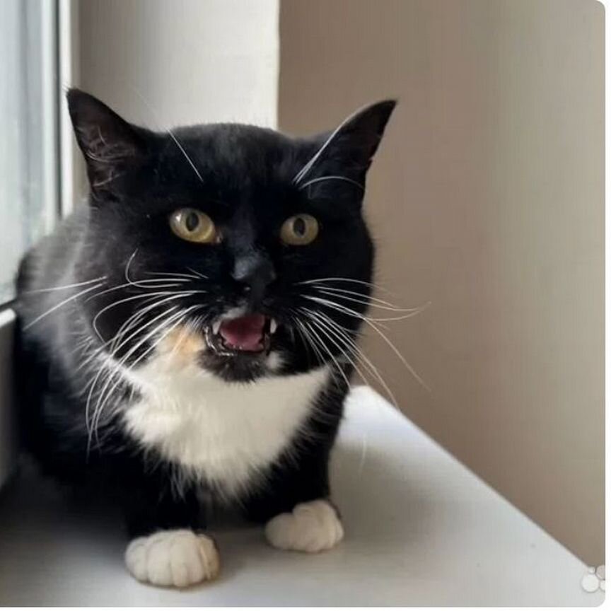 Котик