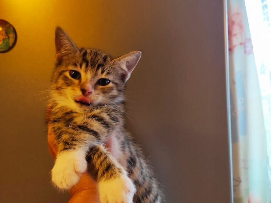 Очень умный котёнок в добрые руки