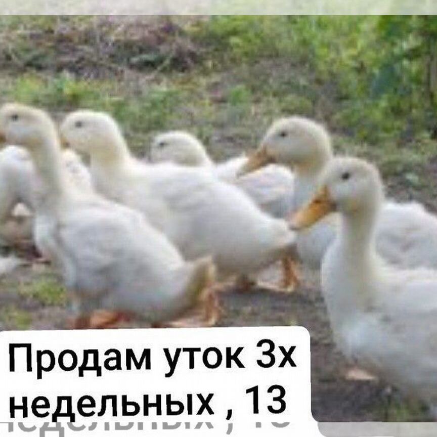 Утята