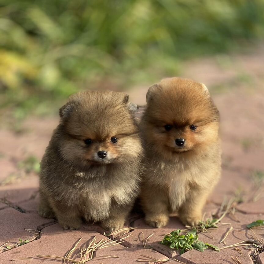 Щенки померанского шпица