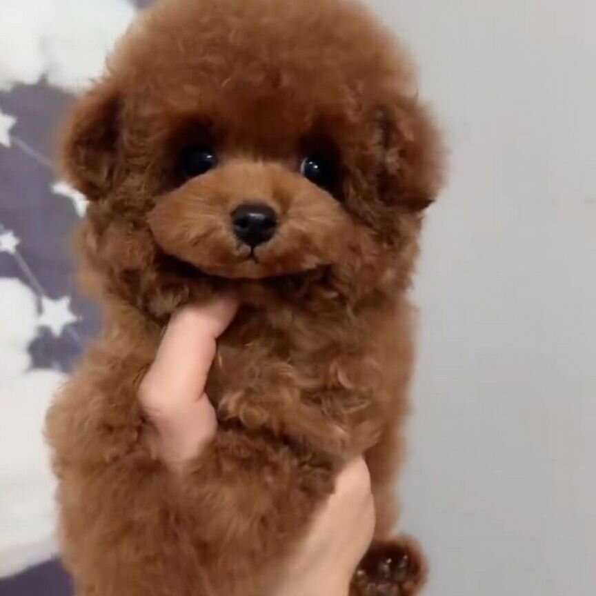 Тикап тедди пудель