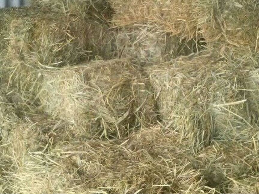 Сено суданка в тюках