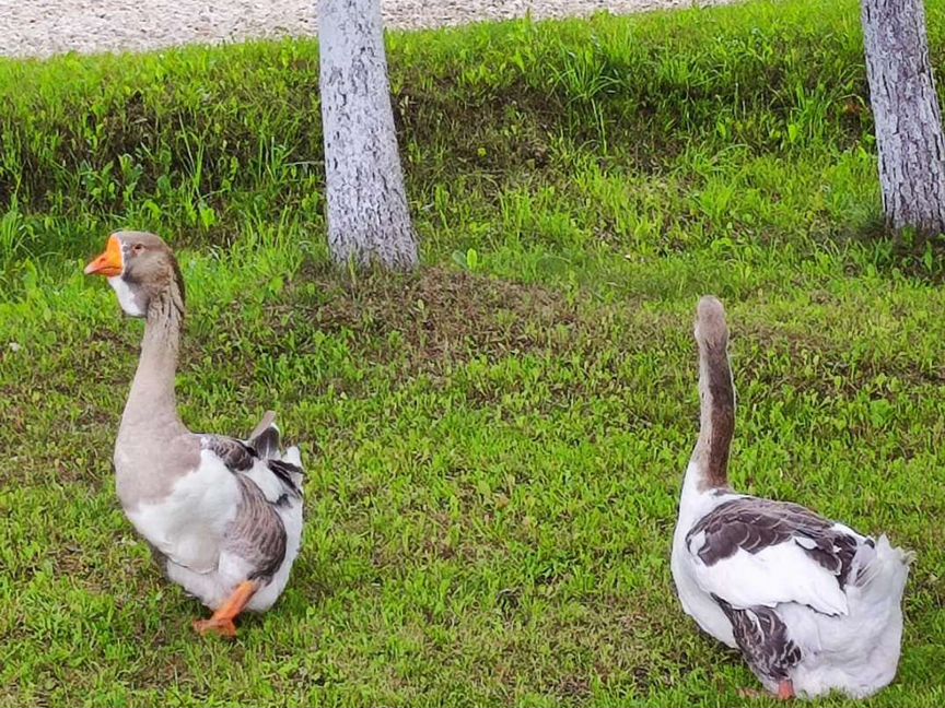 Холмогорские гуси