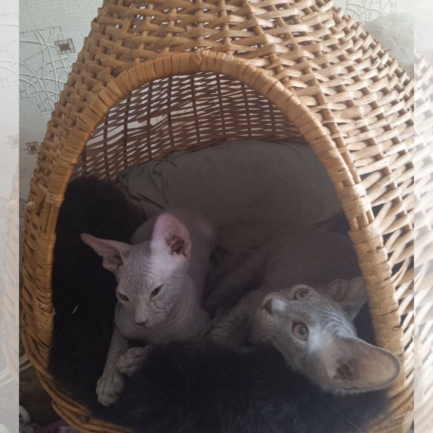 Кошечки донские