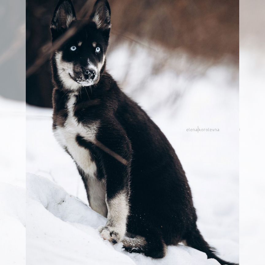 Сибирский хаски, щенок