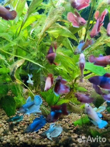 Петушки и курочки