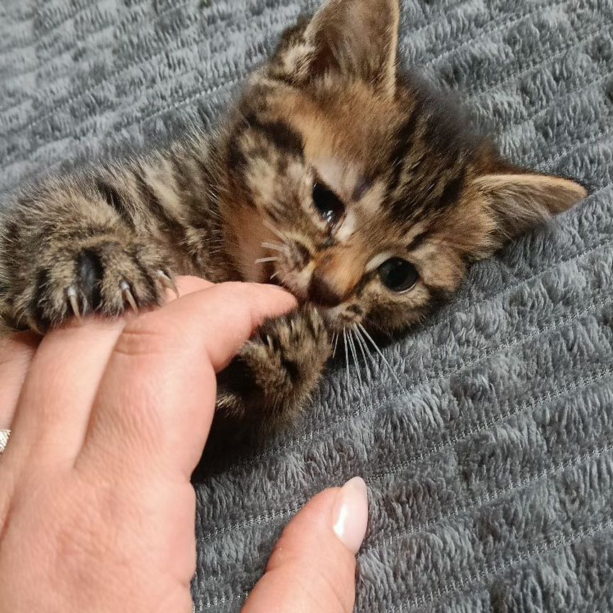 Мейн-кун котёнок
