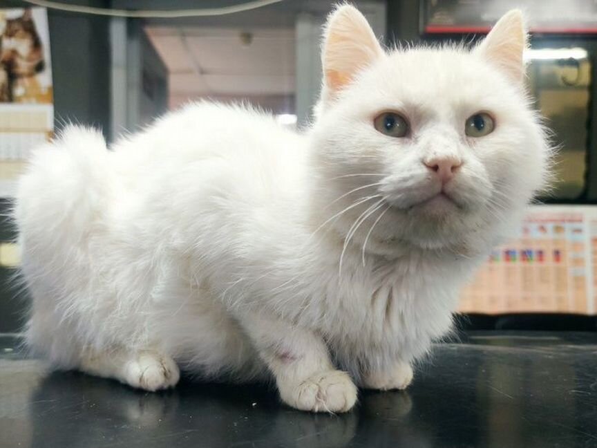 Котик ищет дом