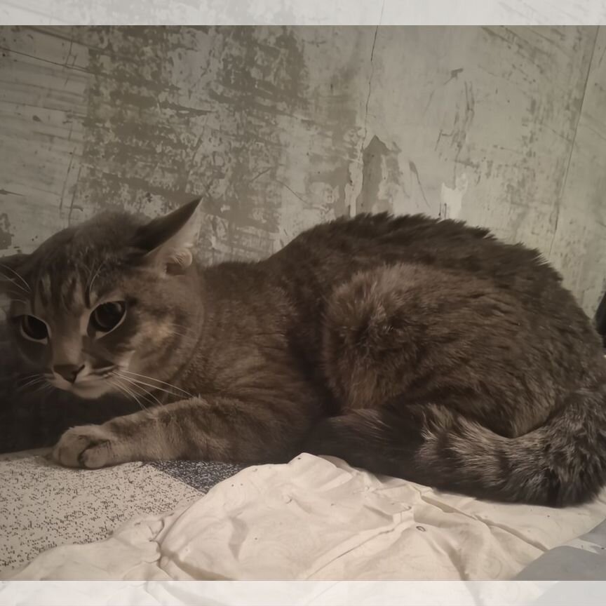 Сибирский кот, взрослый