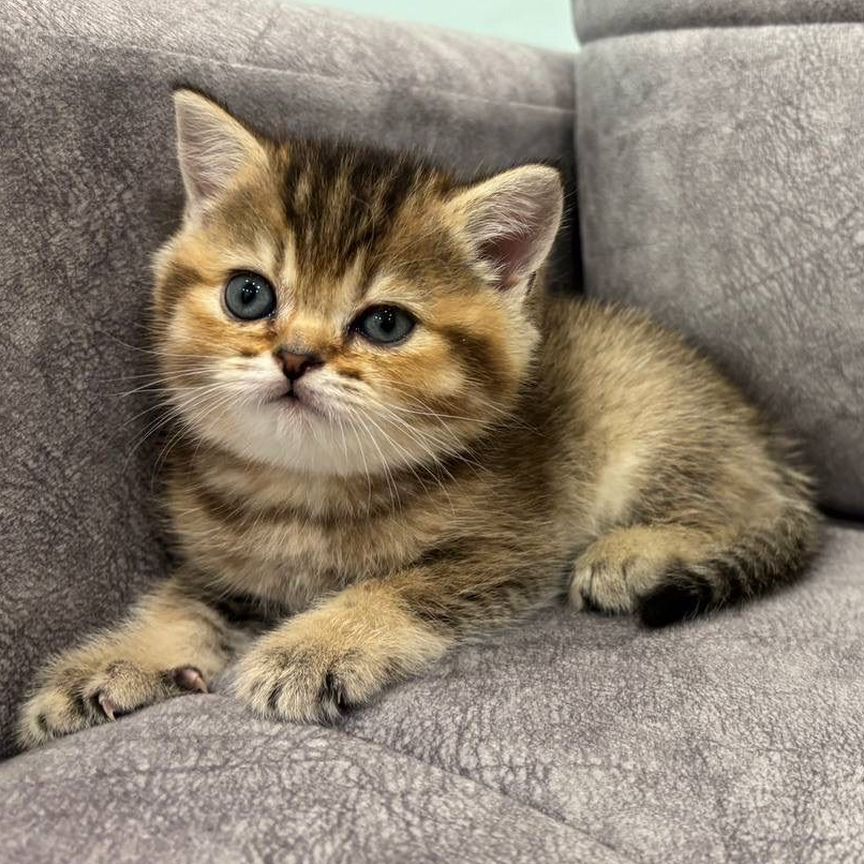 Шотландский прямоухий короткошёрстный котёнок