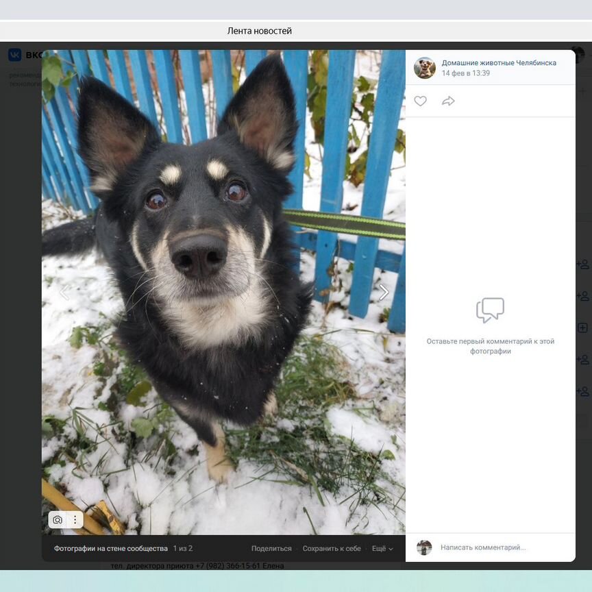 Маленький песик