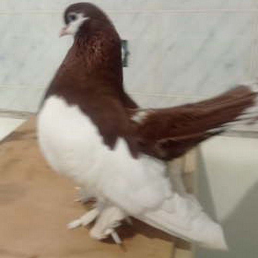 Голуби волжские ленточные