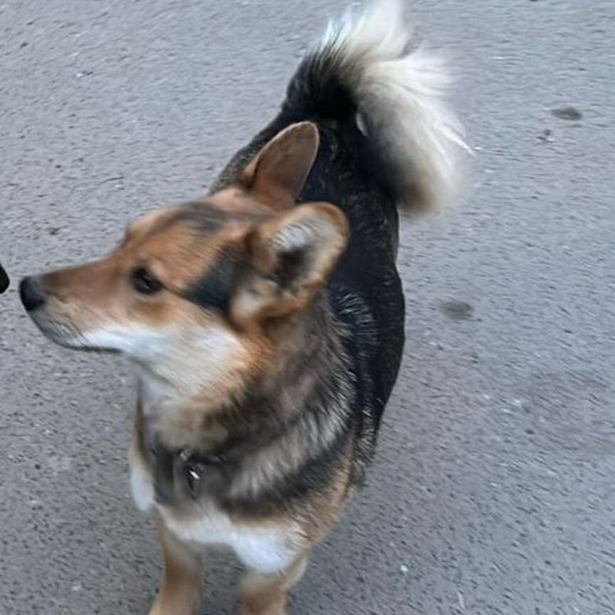 Чья собака Квартал