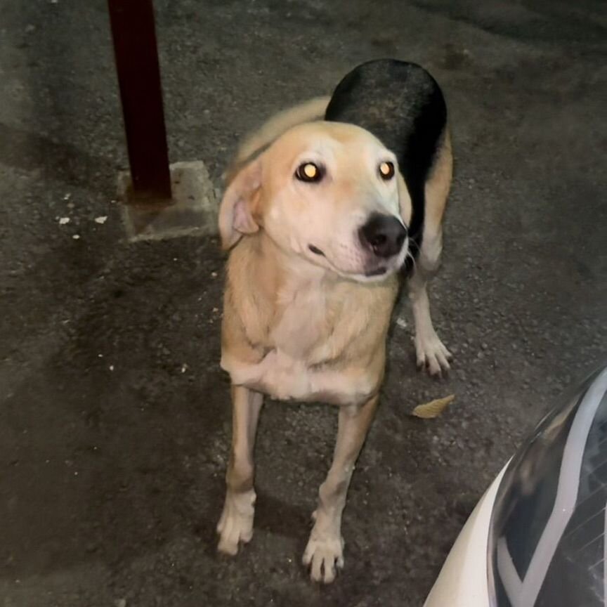 Кутята в добрые руки