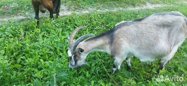 Козы дойные/ коза Ламанча/коза альпийская