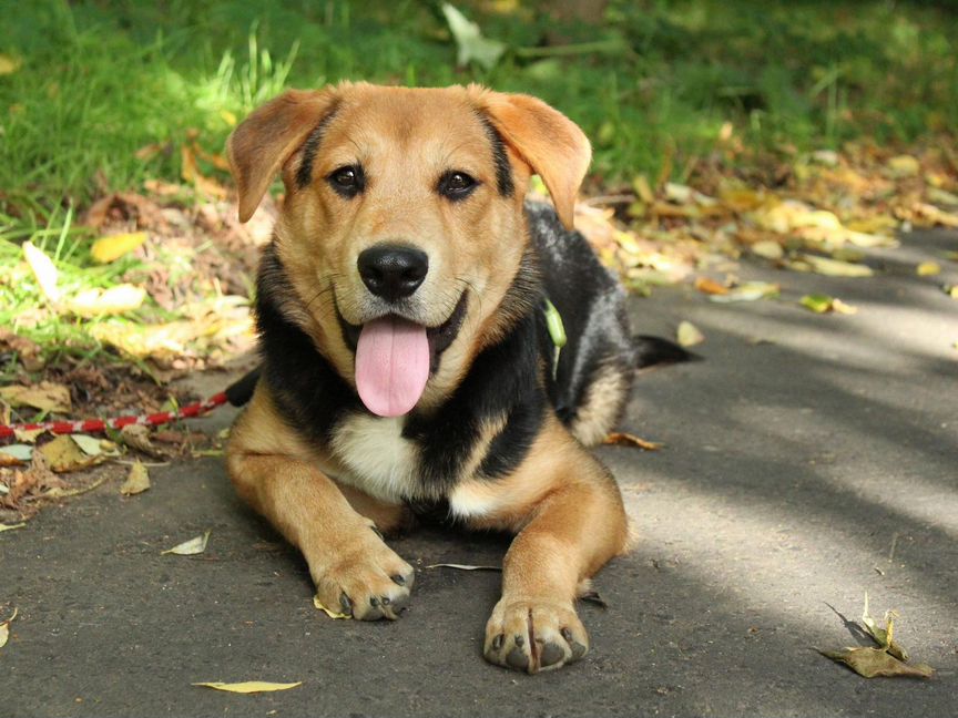 Щенок ищет дом