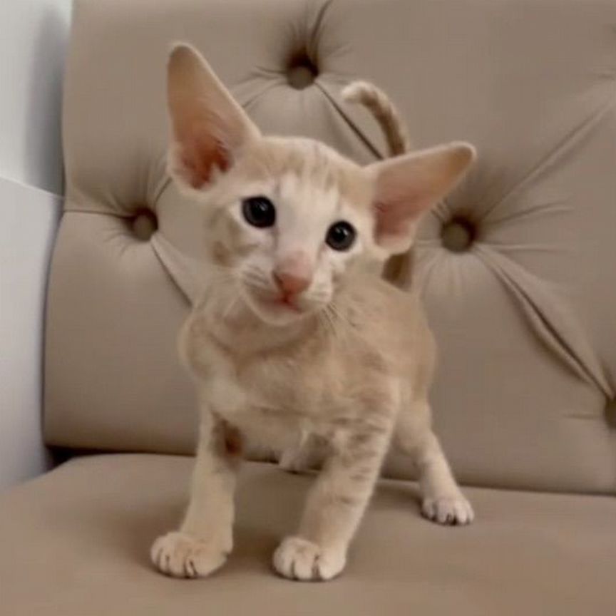 Ориентальный котёнок