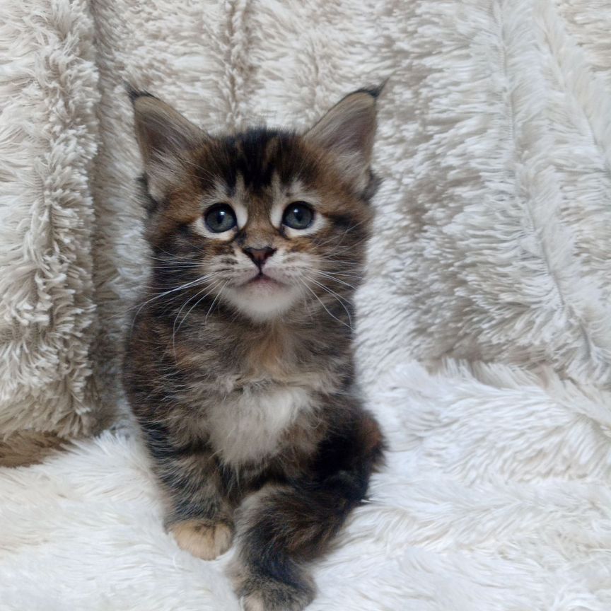 Мейн-кун котёнок