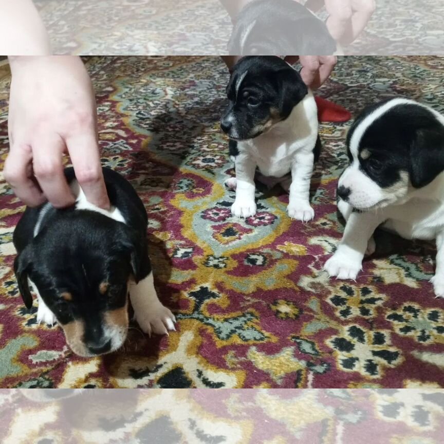 Джек-рассел-терьер, щенок