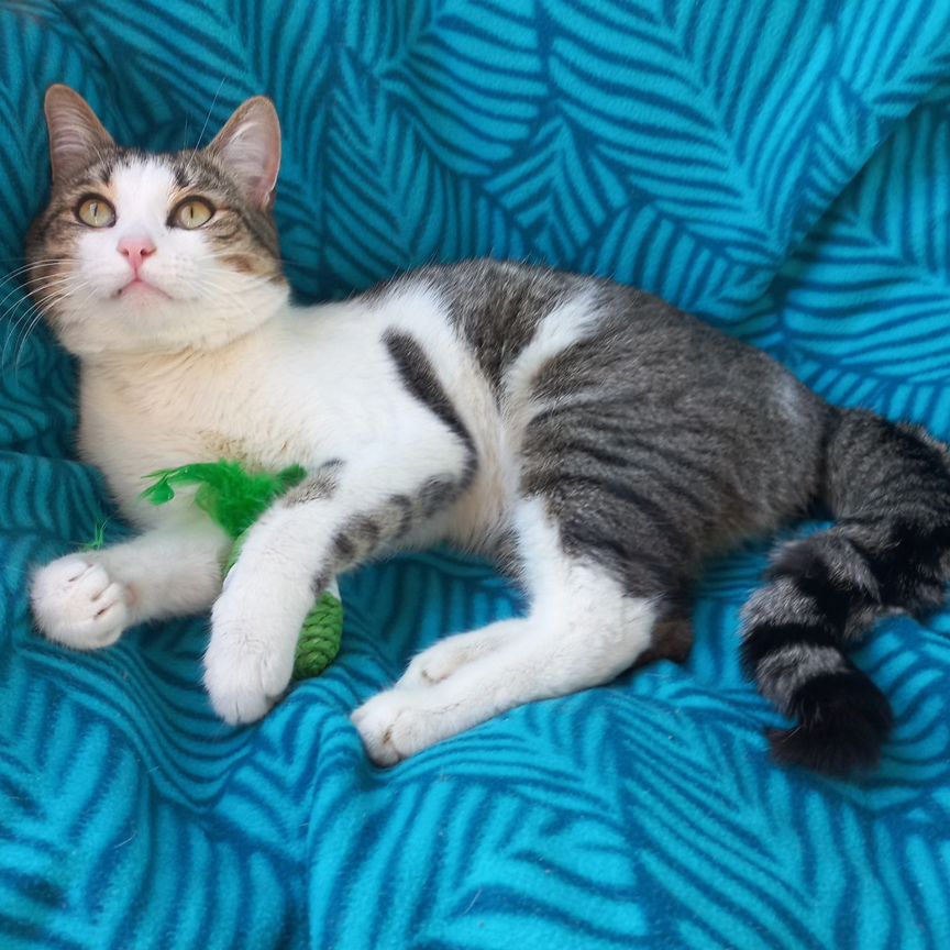 Котёнок в добрые руки