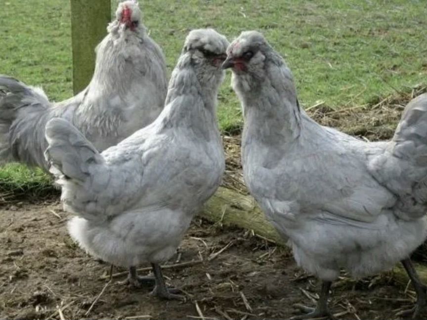 Куры породы амераукана