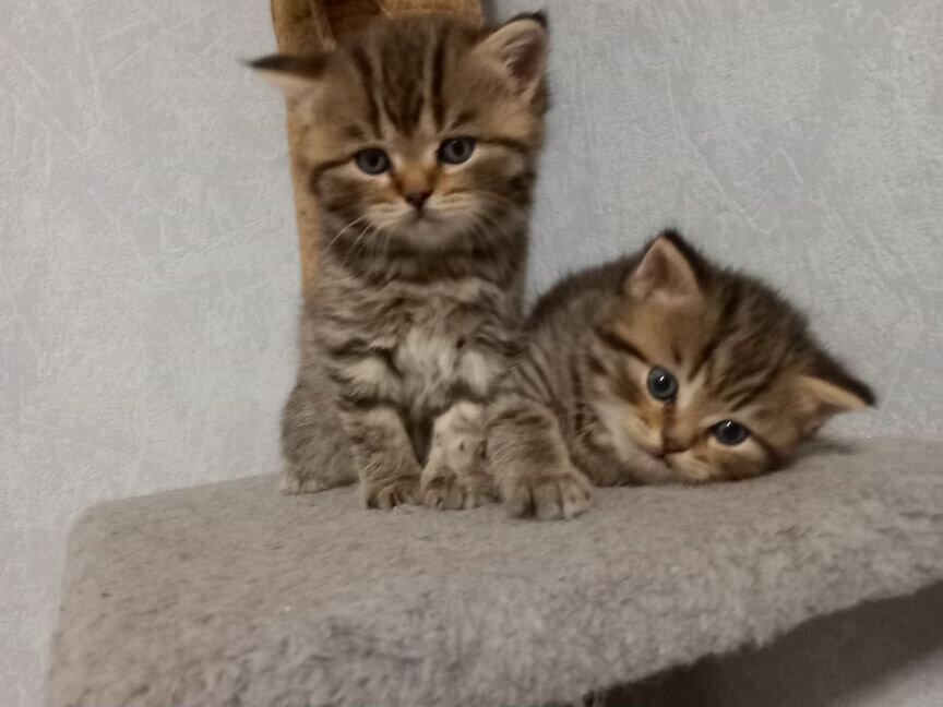 Котята британская с сибирской