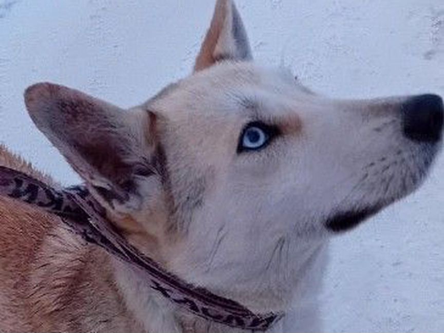 Девочка Гердочка