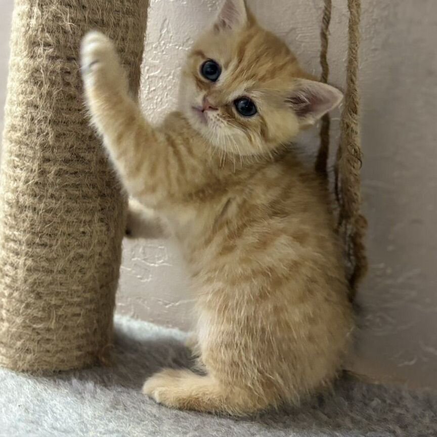 Котенок золотая шиншилла