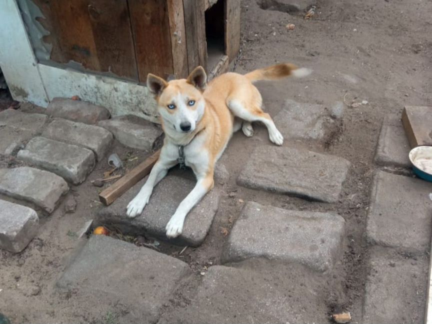 Акита+хаски