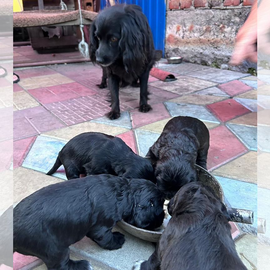 Щенки русского спаниеля