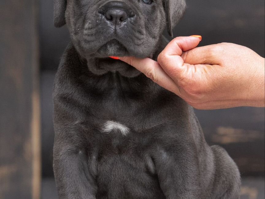 Кане Корсо девочка