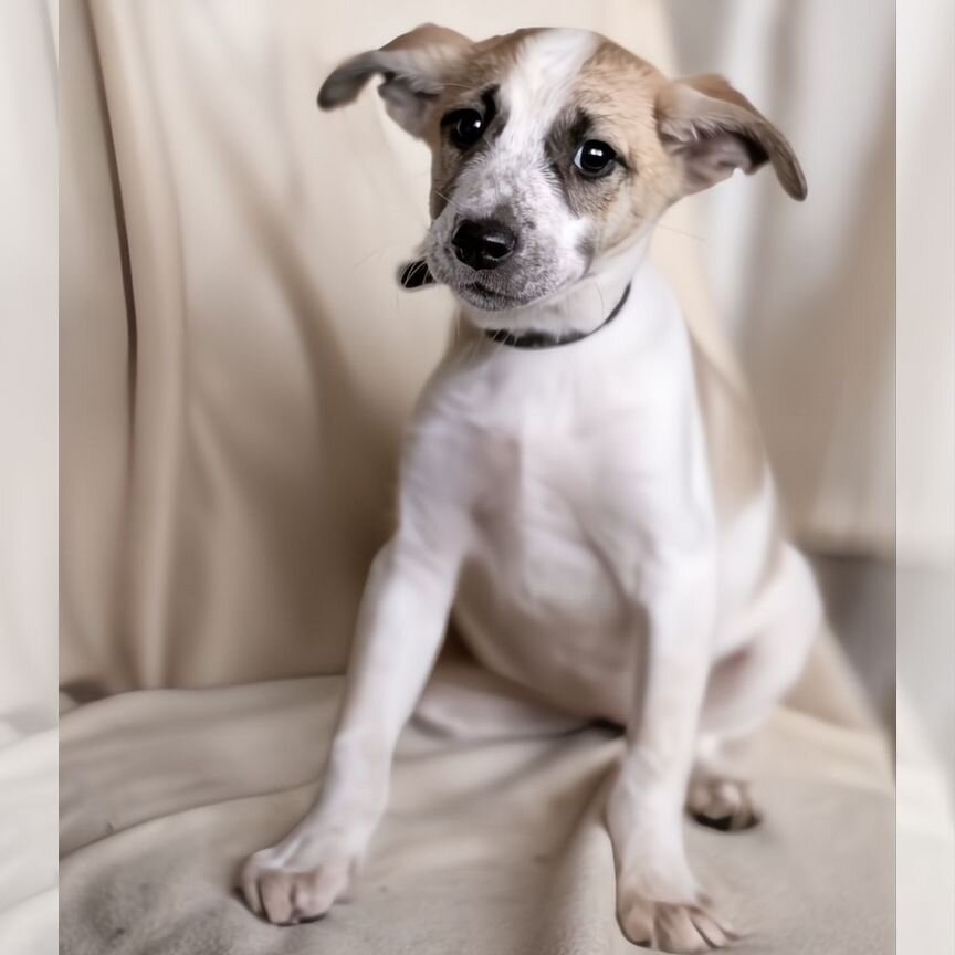 Щенок в добрые руки